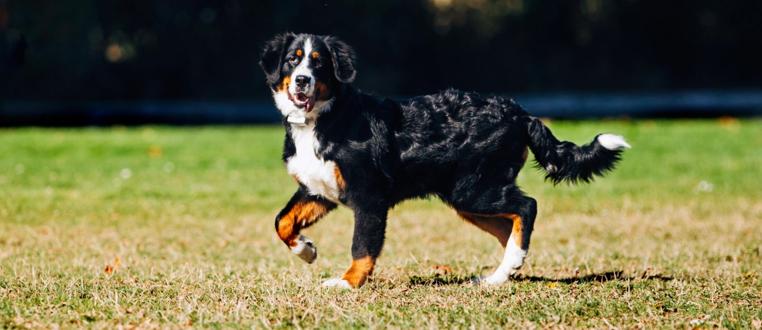 Home | Dog Guard® of Eastern North Carolina